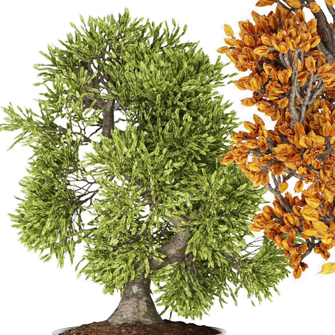 Free Collection Small Tree 1 3dmodel Free Model - TurboSquid 1882998