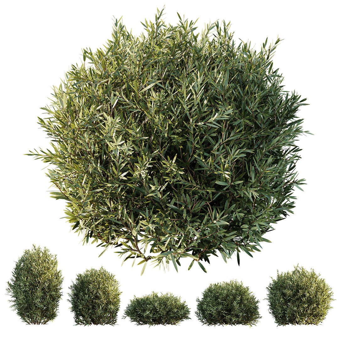 HQ Plants Montra Olive Bush Version2 3D Model - TurboSquid 2144920