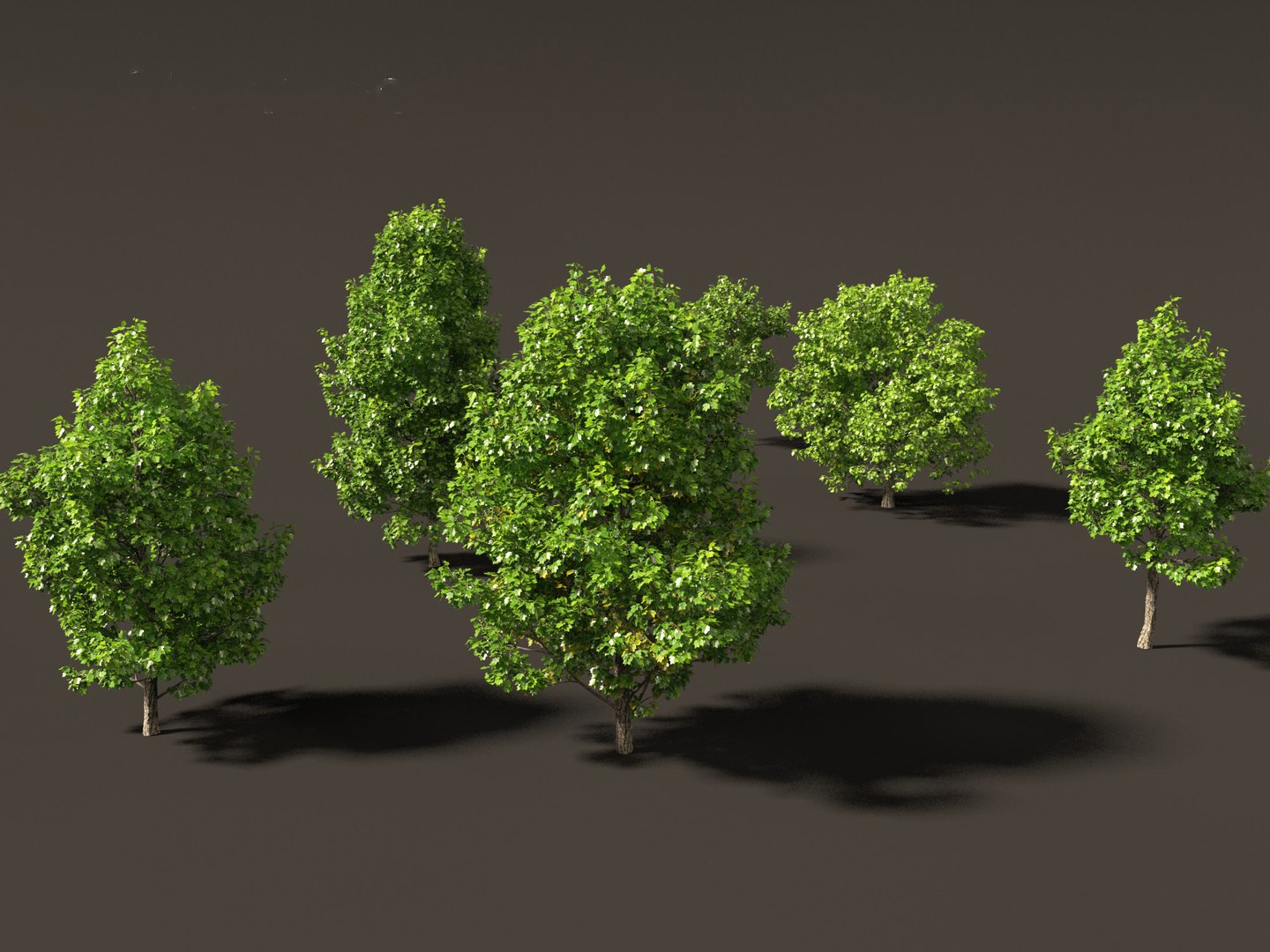 Liriodendron tulipifera - tulip tree 3D model - TurboSquid 2135596