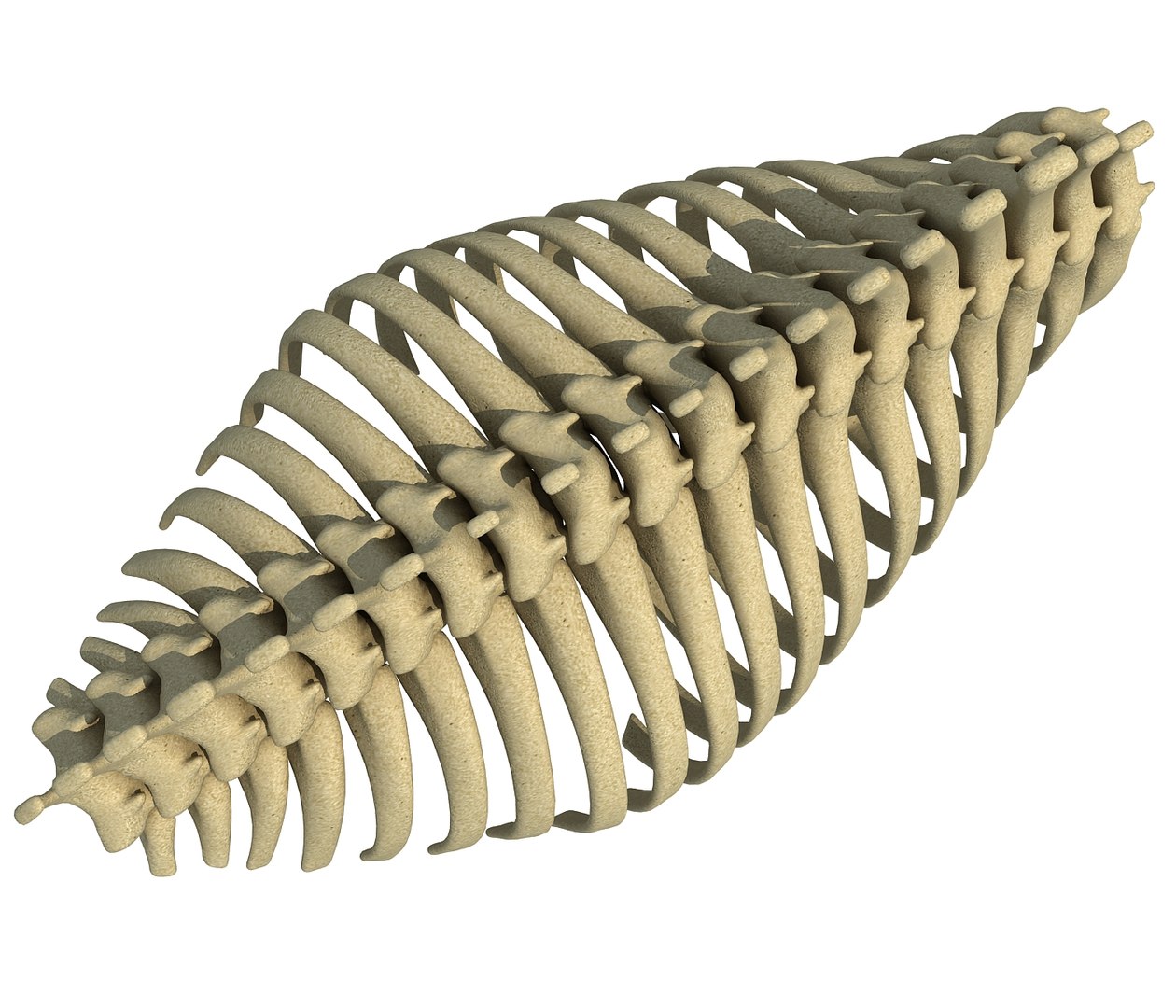3D Animal Rib Cage - TurboSquid 1177891