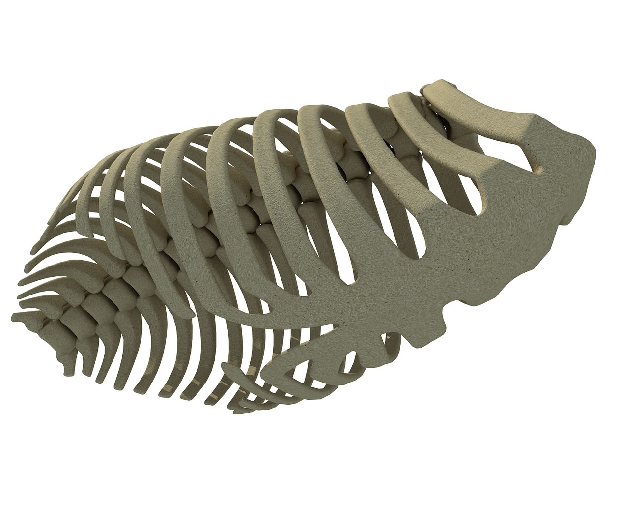 3D Animal Rib Cage - TurboSquid 1177891