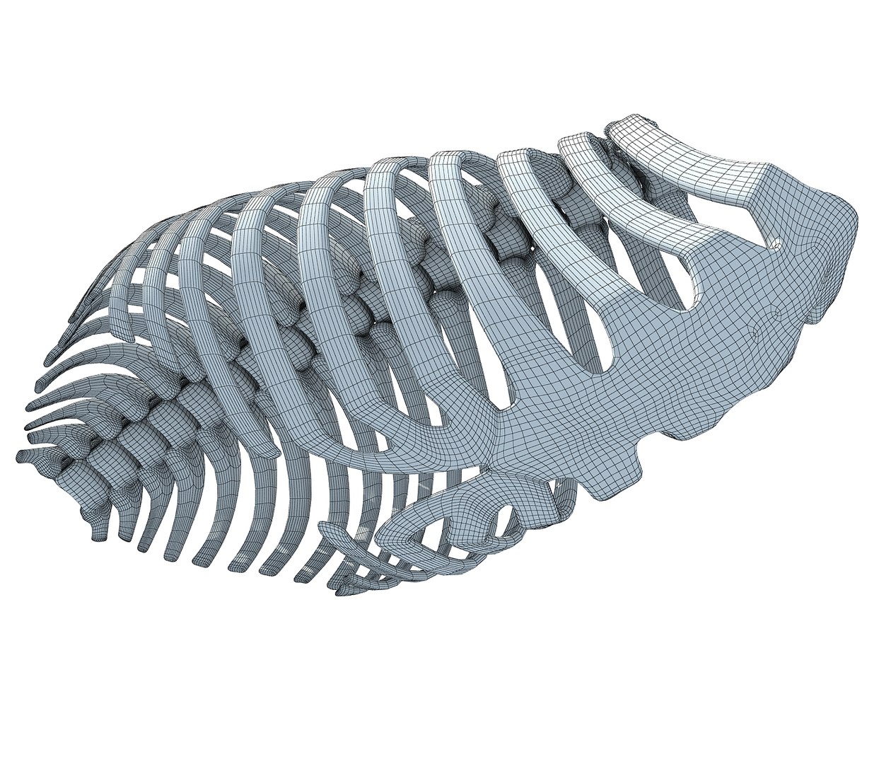 3D Animal Rib Cage - TurboSquid 1177891