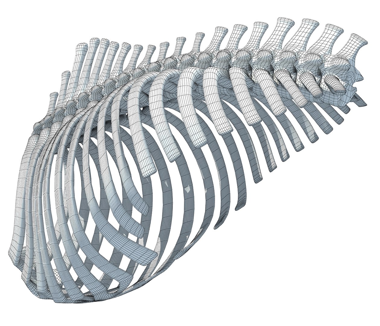 3D Animal Rib Cage - TurboSquid 1177891