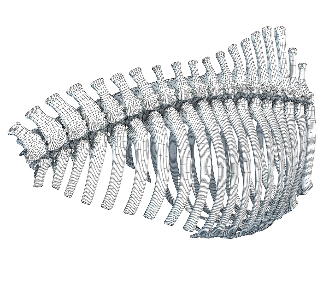 3D Animal Rib Cage - TurboSquid 1177891