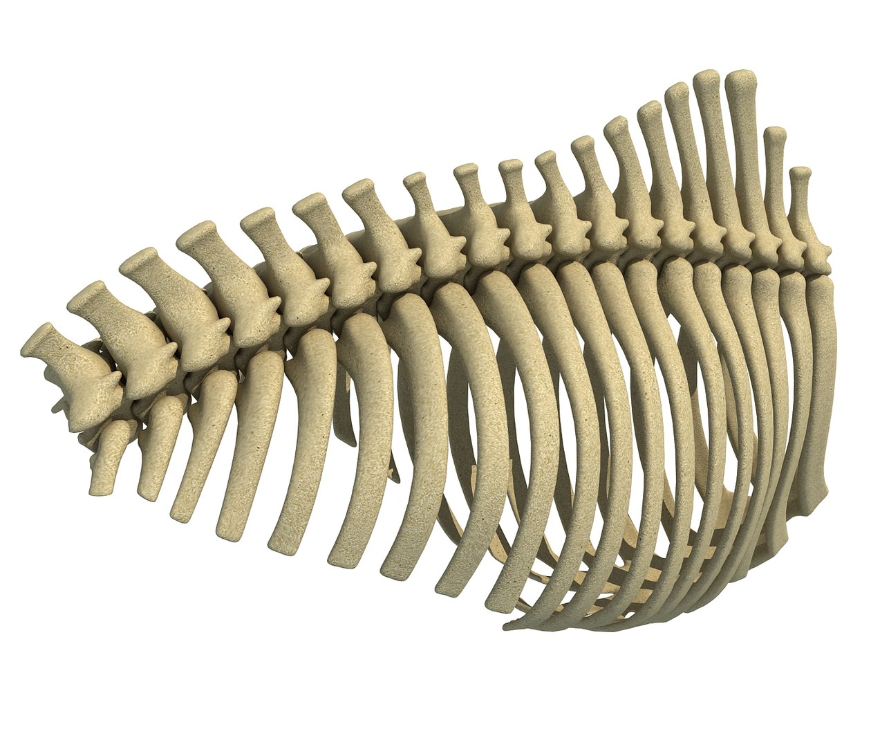 3D Animal Rib Cage - TurboSquid 1177891