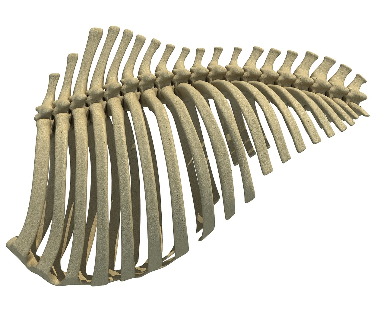 3D Animal Rib Cage - TurboSquid 1177891