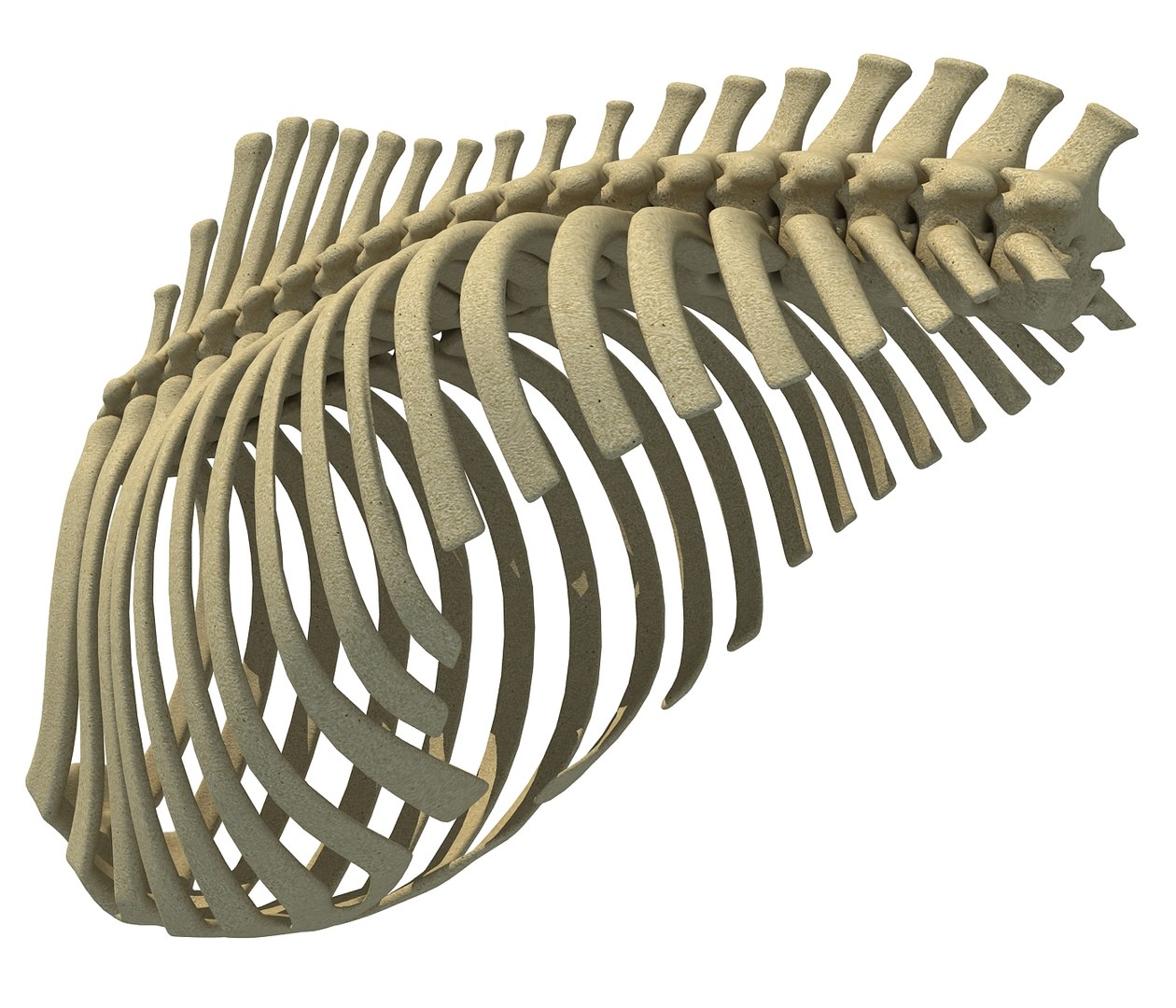 3D Animal Rib Cage - TurboSquid 1177891