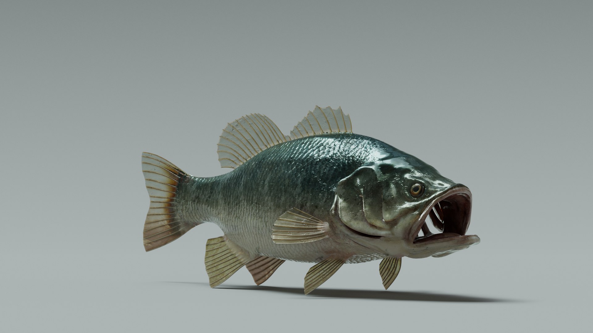 Bass Fish Realistic 3D Model - TurboSquid 2265148