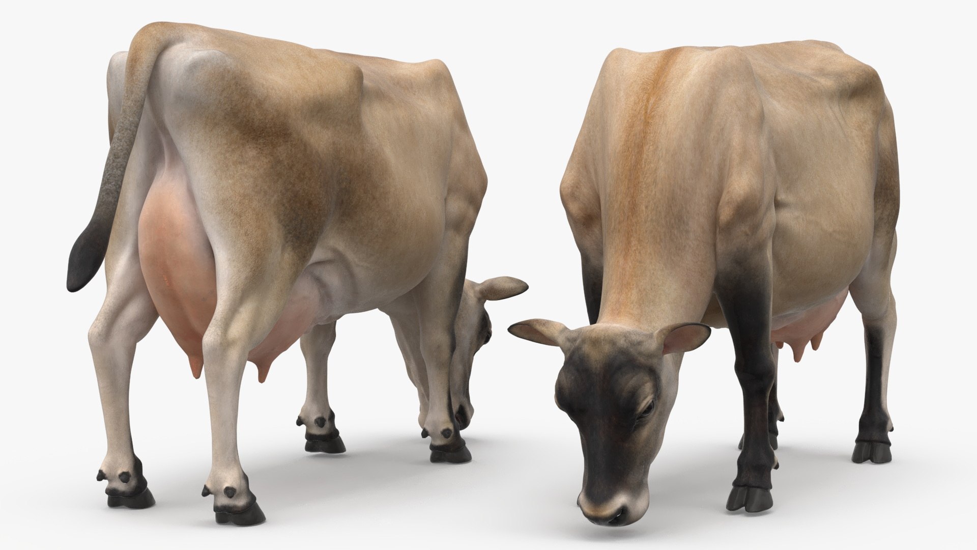 3D Jersey Heifer Eats Beige - TurboSquid 2312581
