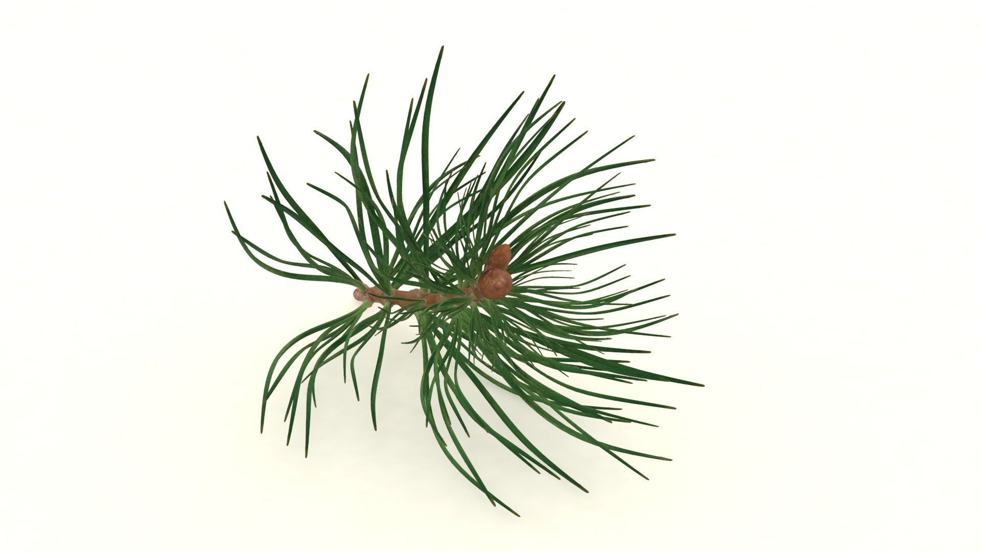 3D Model Cedar Pine Branch - TurboSquid 1715817