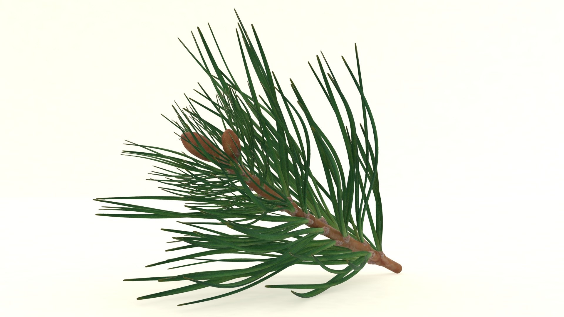 3D Model Cedar Pine Branch - TurboSquid 1715817