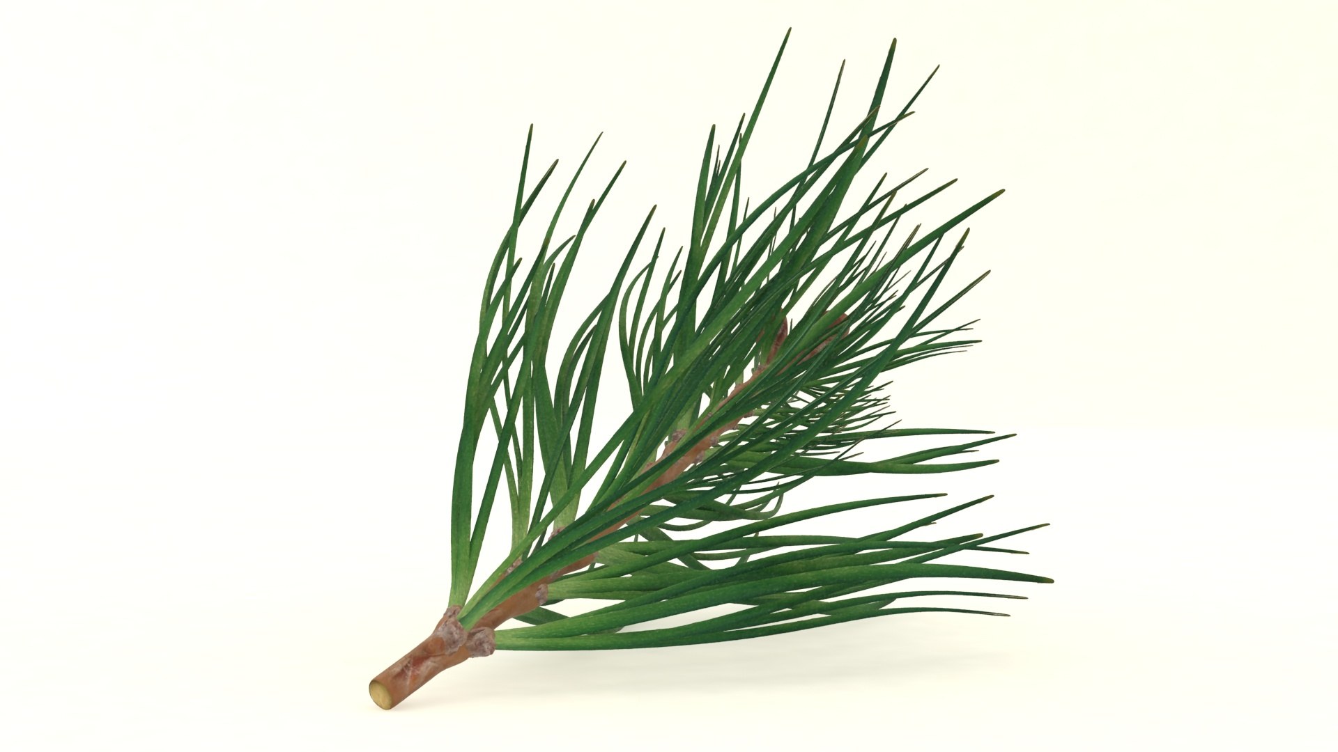 3D Model Cedar Pine Branch - TurboSquid 1715817