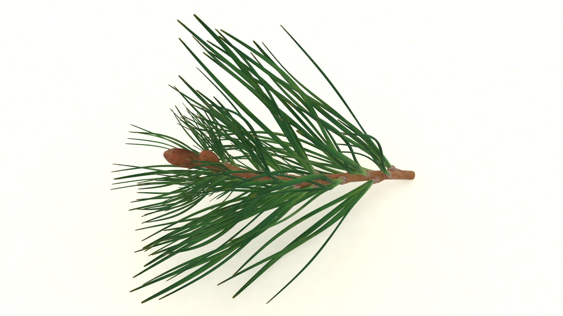 3D Model Cedar Pine Branch - TurboSquid 1715817