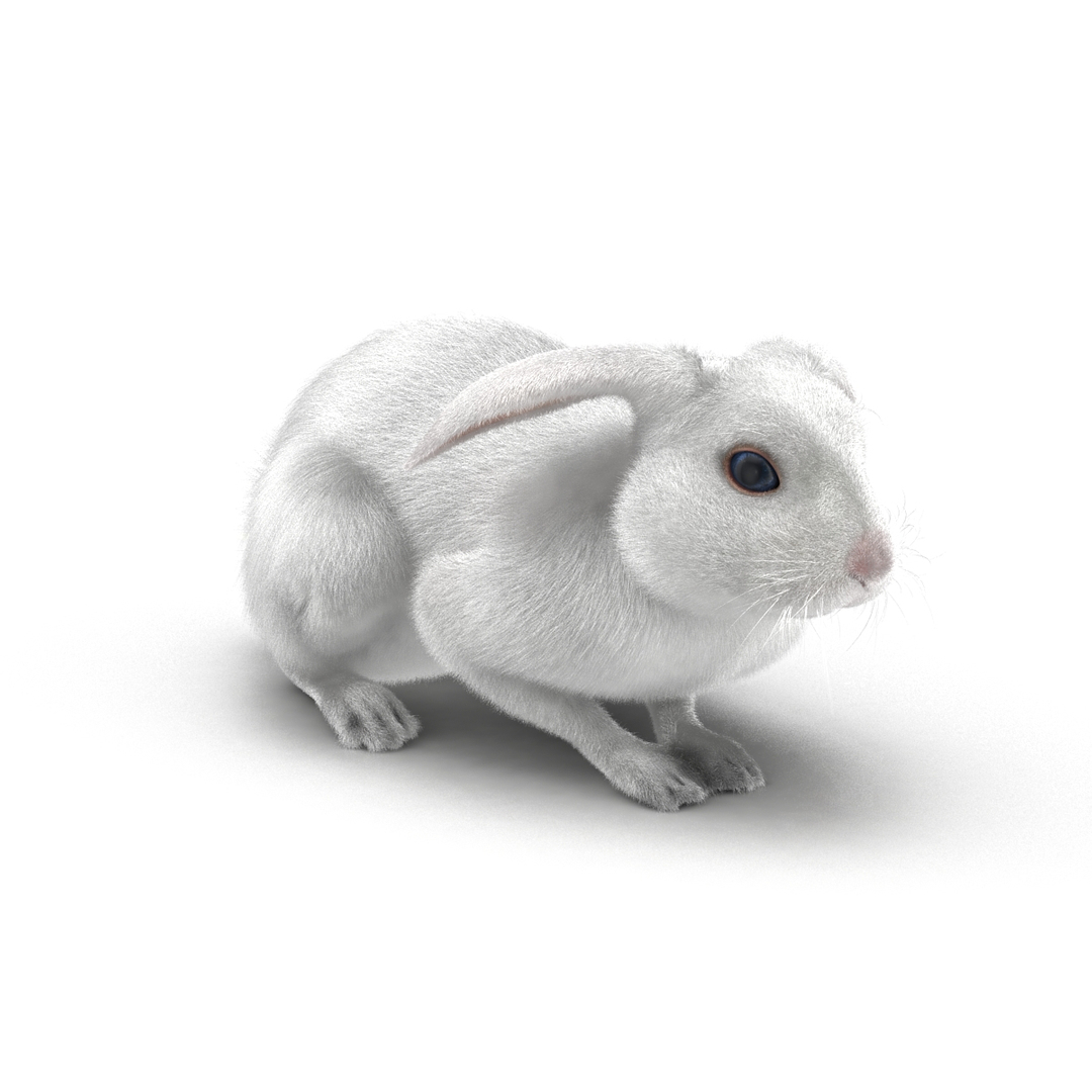 White Rabbit Pose 2 Max