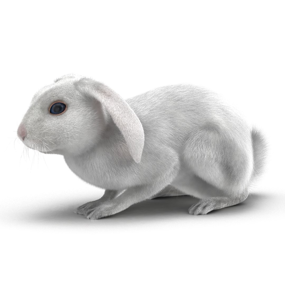 White Rabbit Pose 2 Max