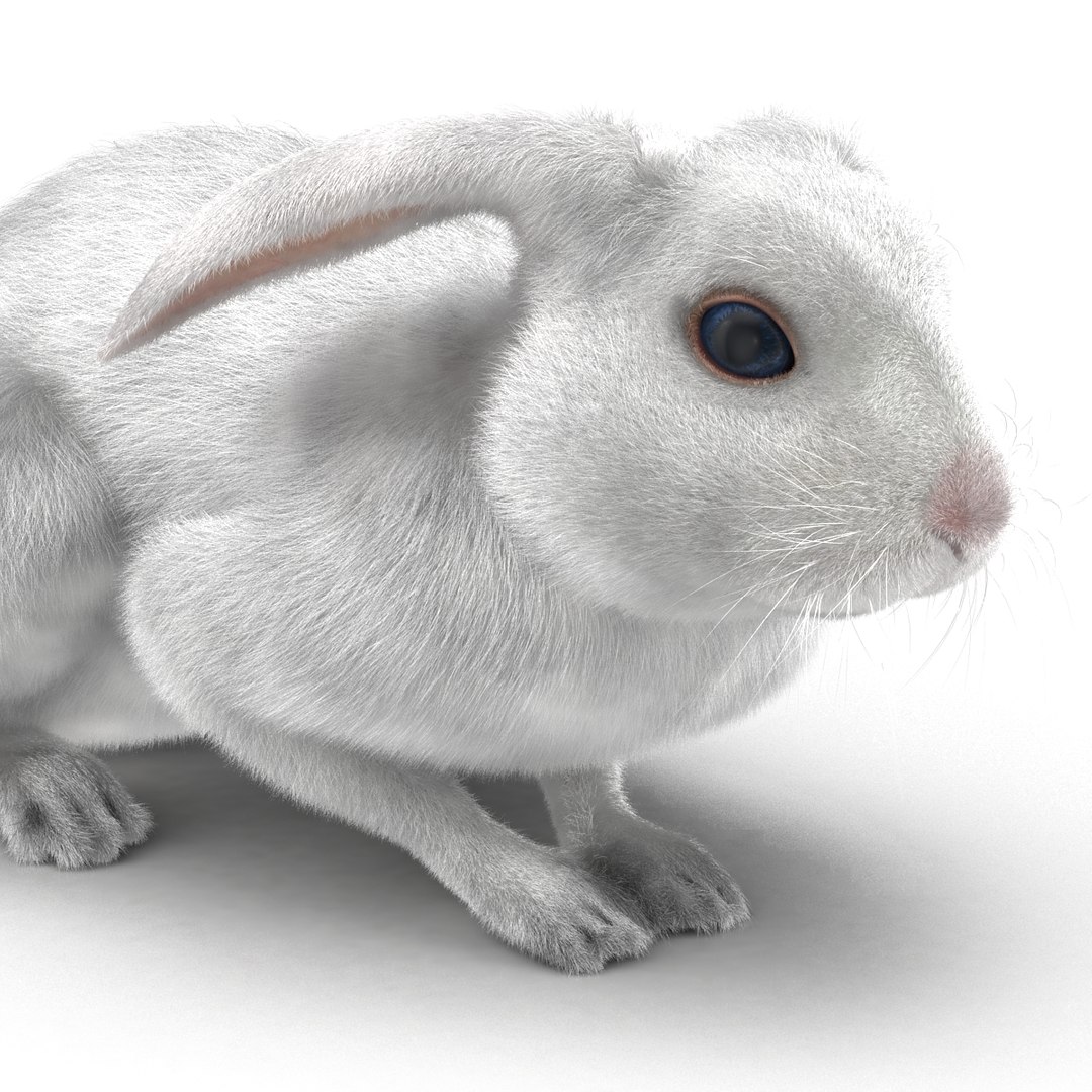 White Rabbit Pose 2 Max
