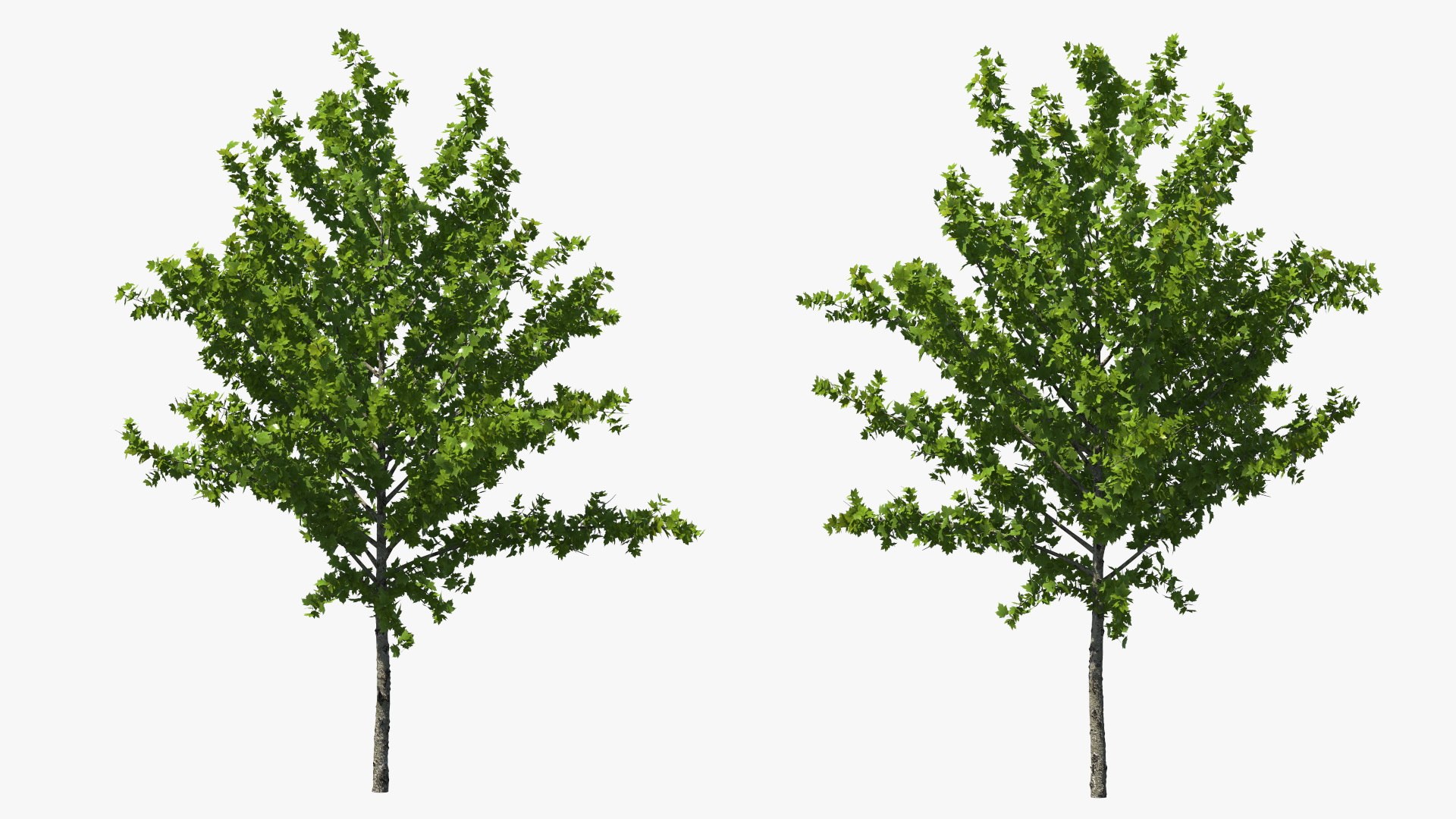 Realistic Young Red Maple Tree Model - TurboSquid 2201967