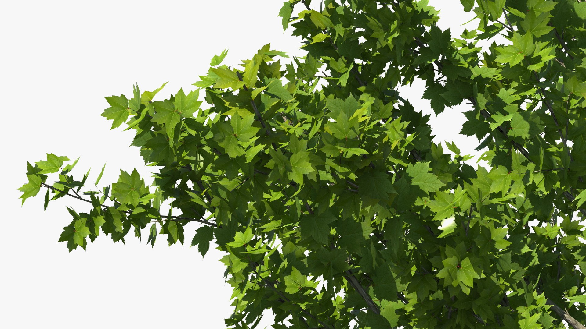 Realistic Young Red Maple Tree Model - TurboSquid 2201967