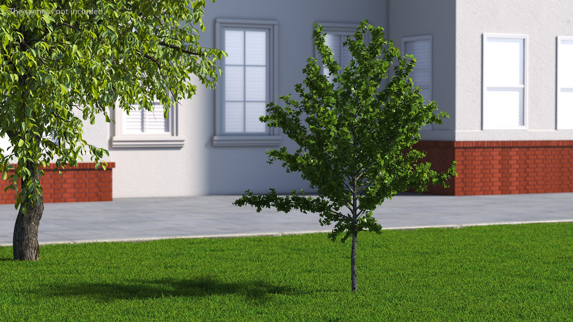 Realistic Young Red Maple Tree Model - TurboSquid 2201967