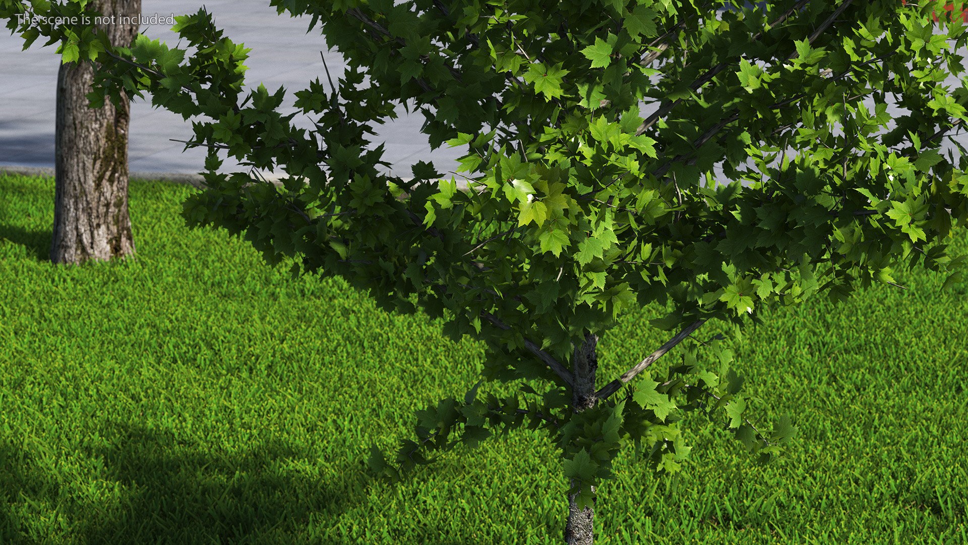 Realistic Young Red Maple Tree Model - TurboSquid 2201967