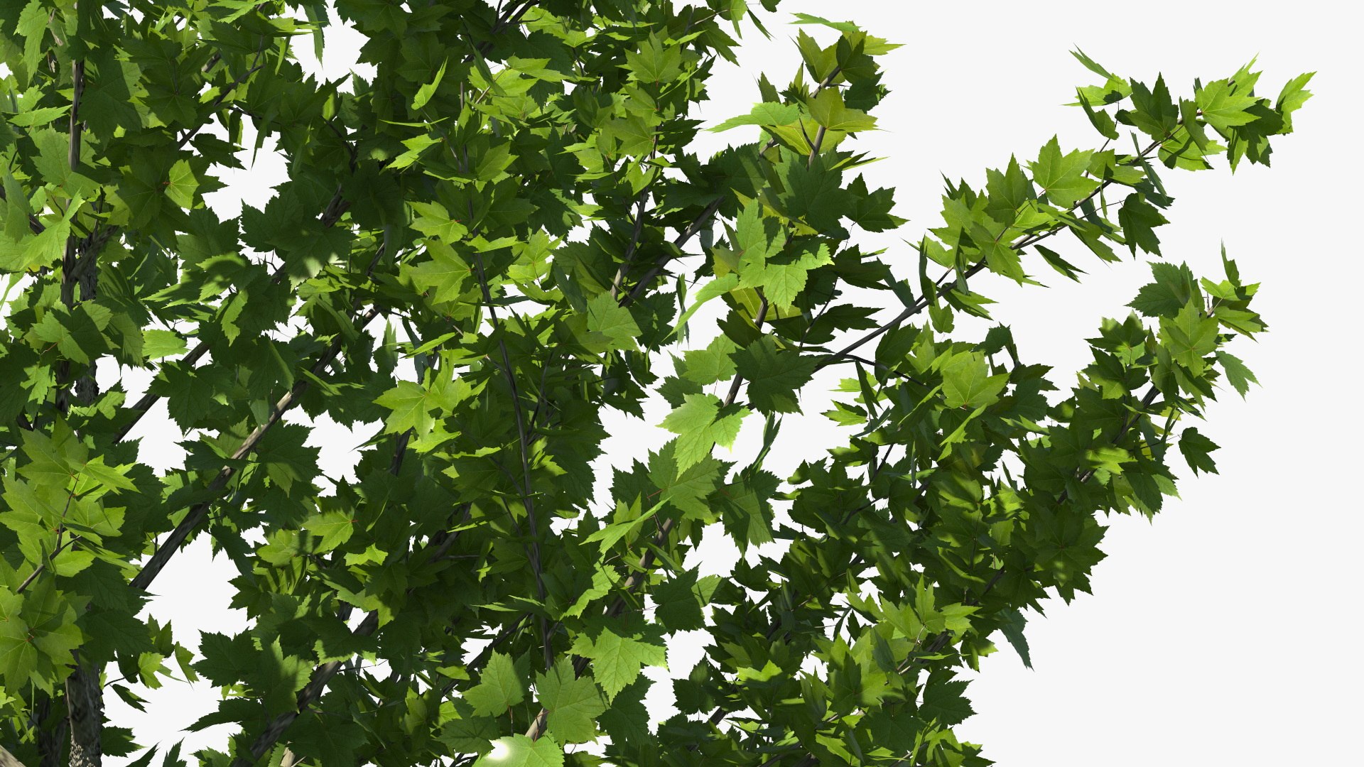 Realistic Young Red Maple Tree Model - TurboSquid 2201967