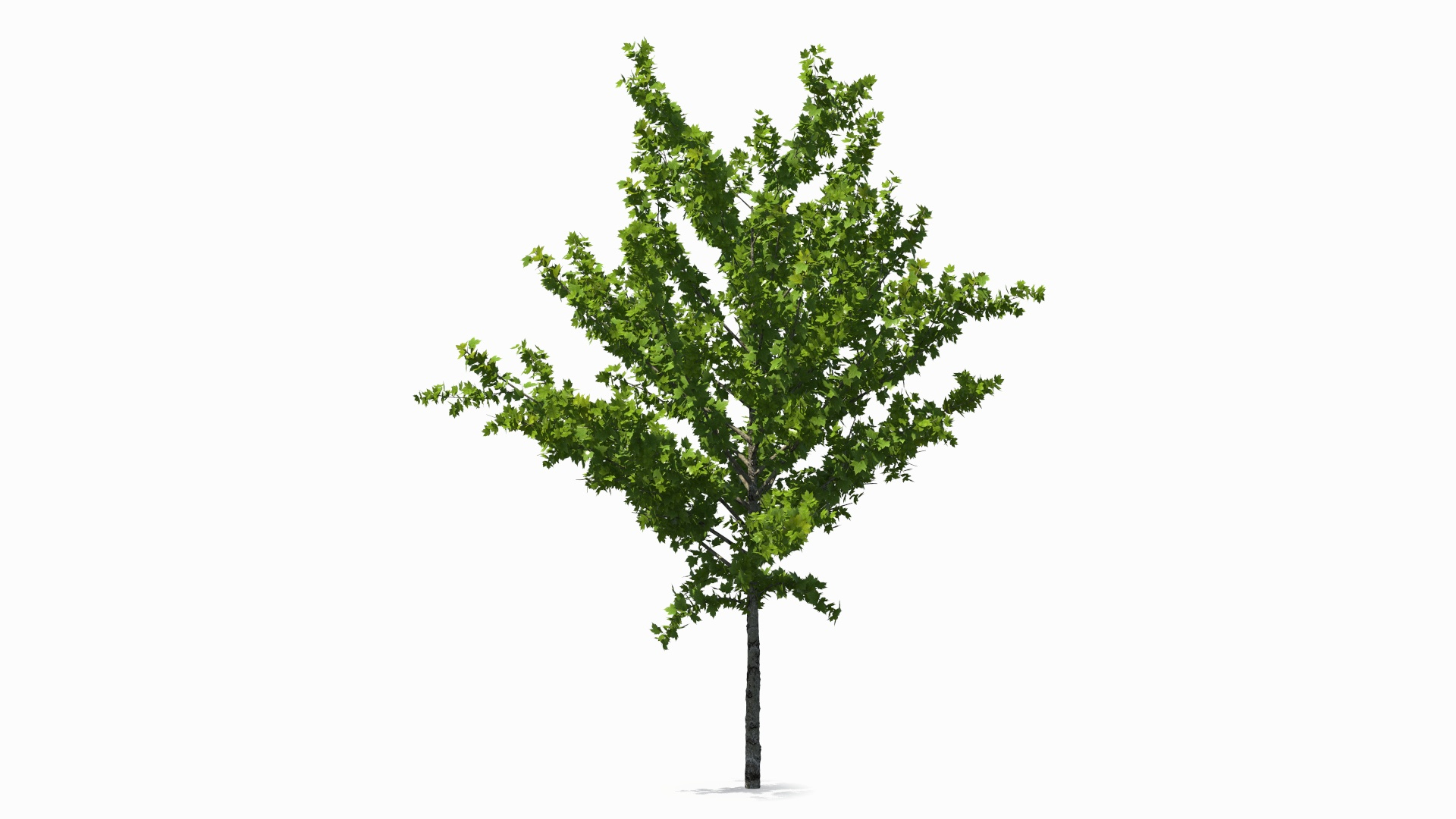 Realistic Young Red Maple Tree Model - TurboSquid 2201967