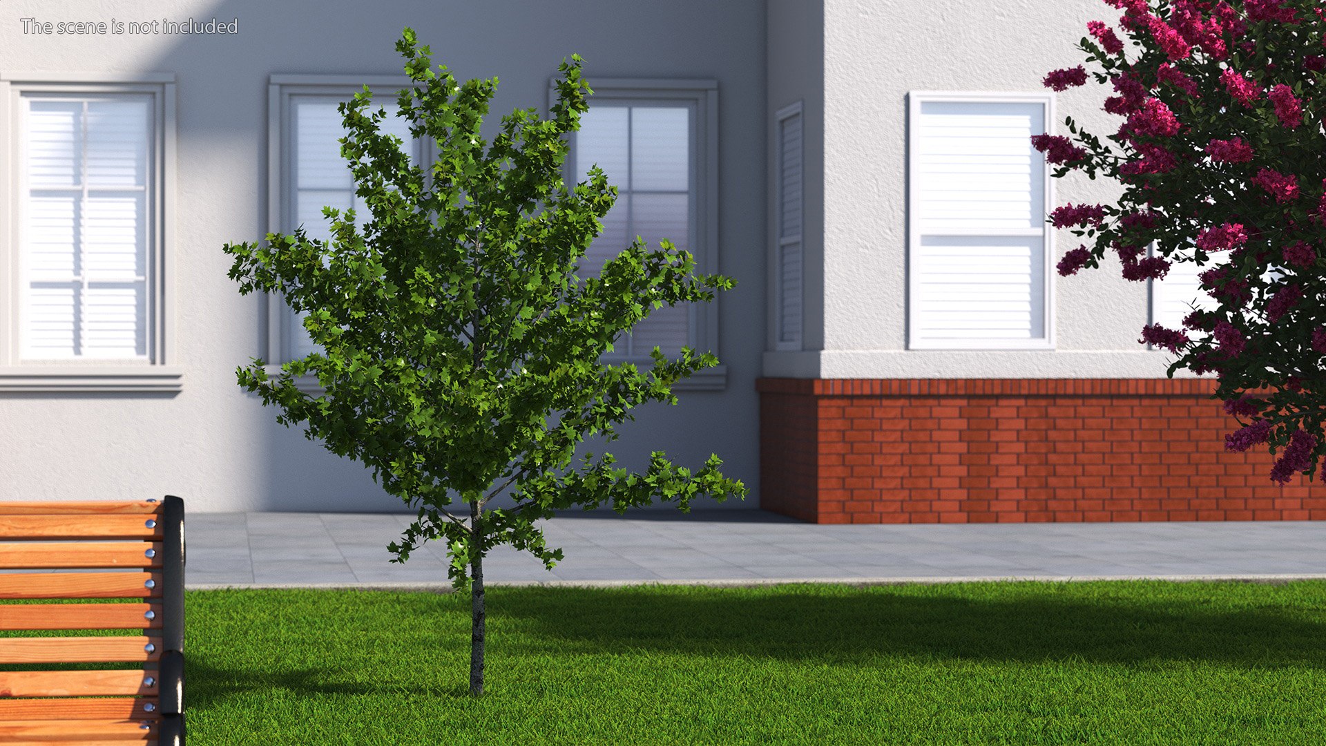 Realistic Young Red Maple Tree Model - TurboSquid 2201967