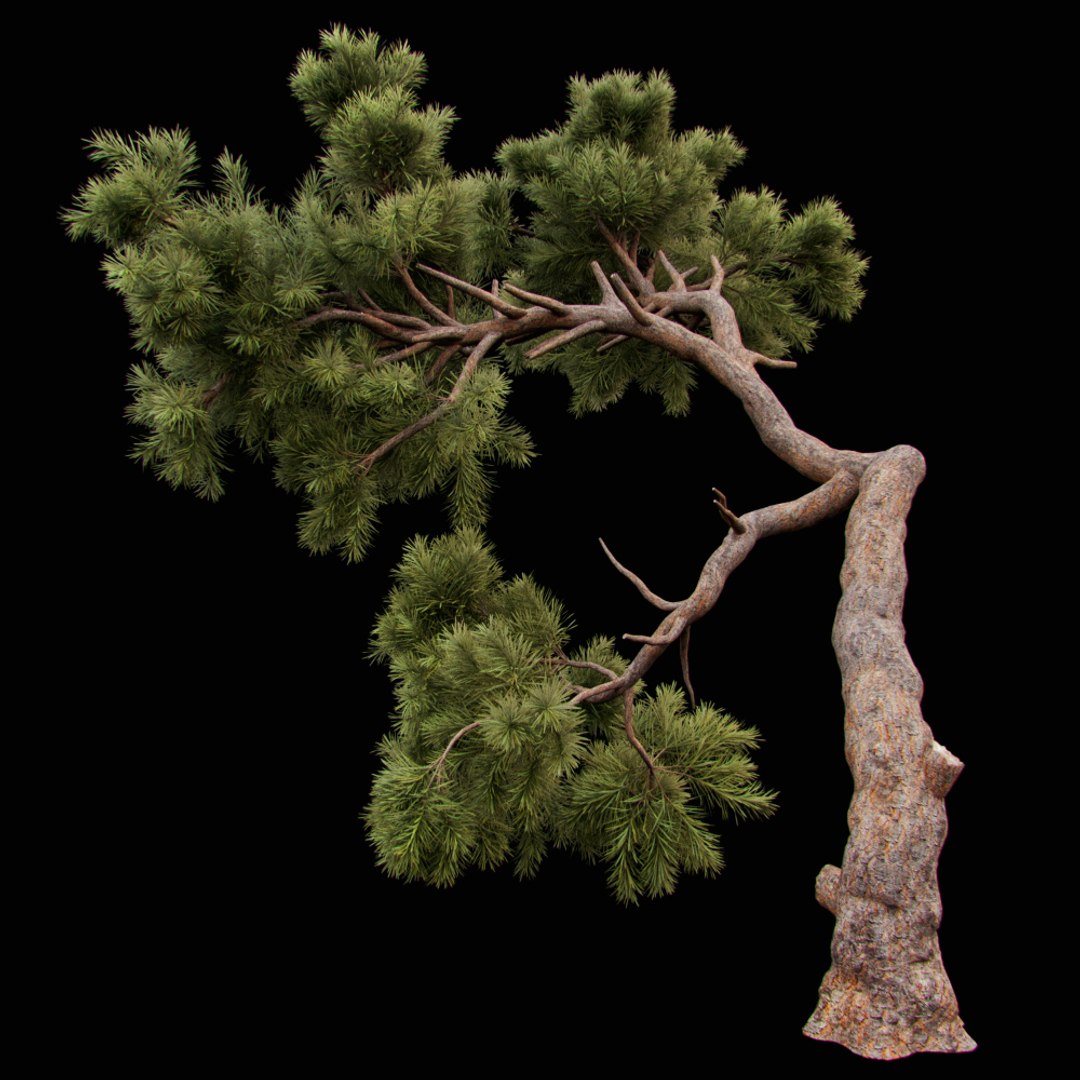3D Curved Pine Tree Model - TurboSquid 1237631