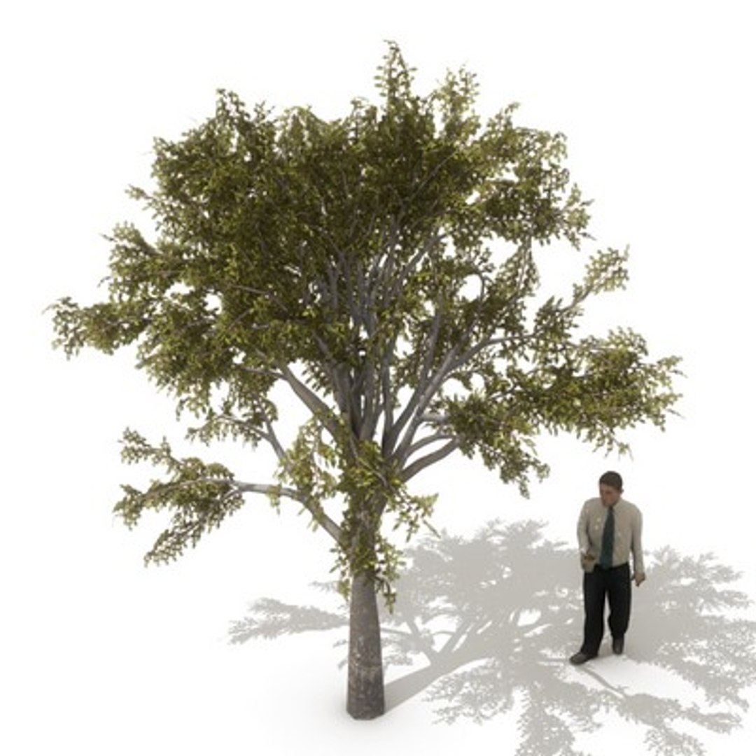 Maya 12 European Trees