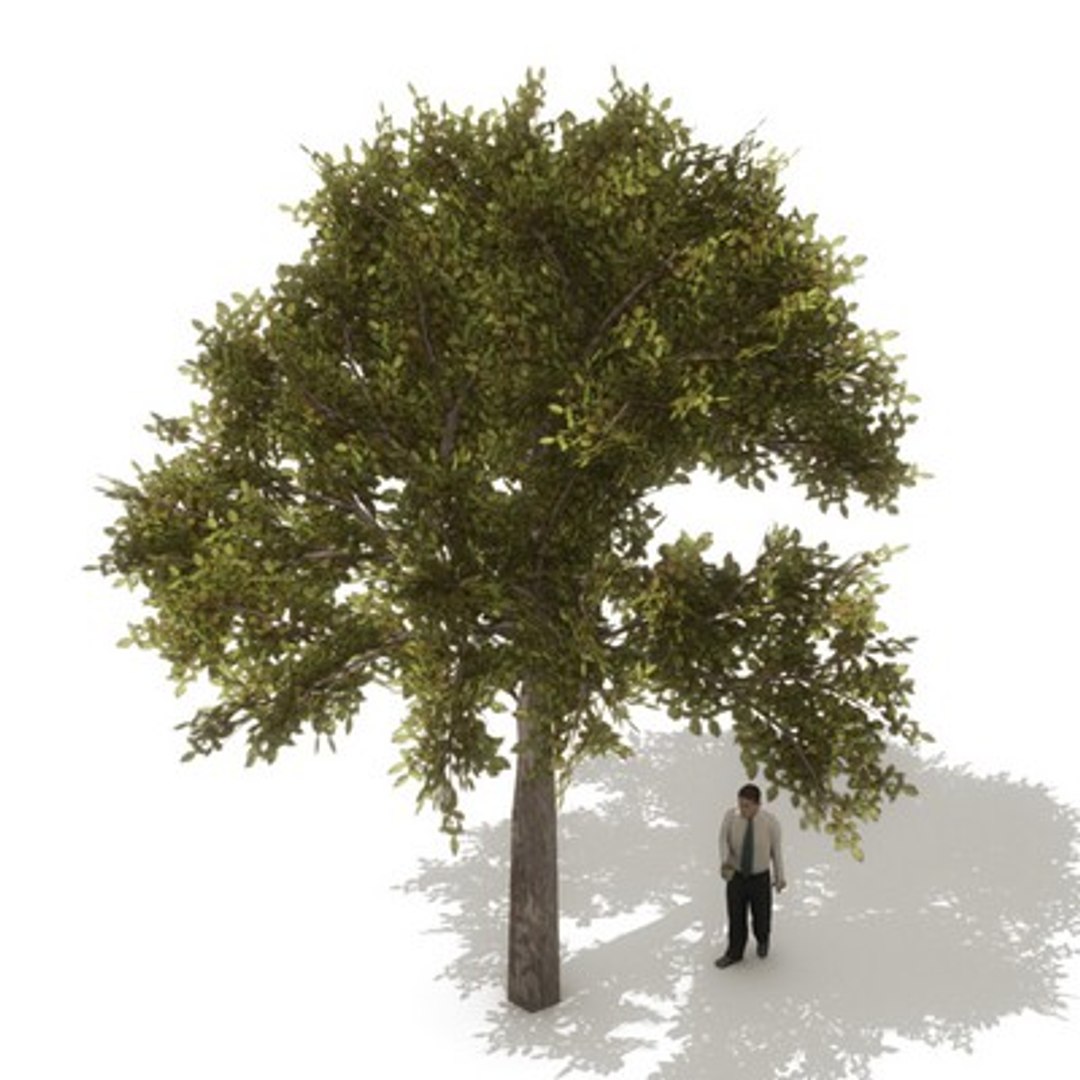 Maya 12 European Trees