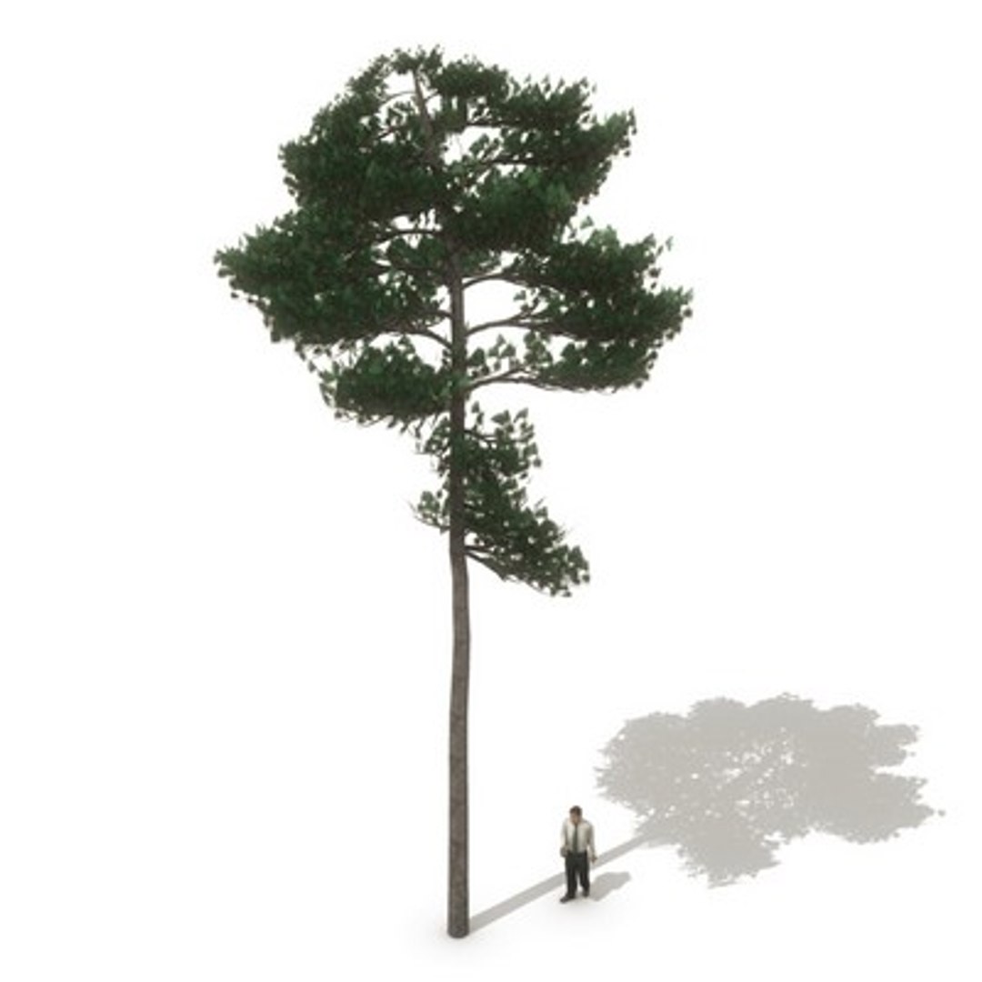 Maya 12 European Trees