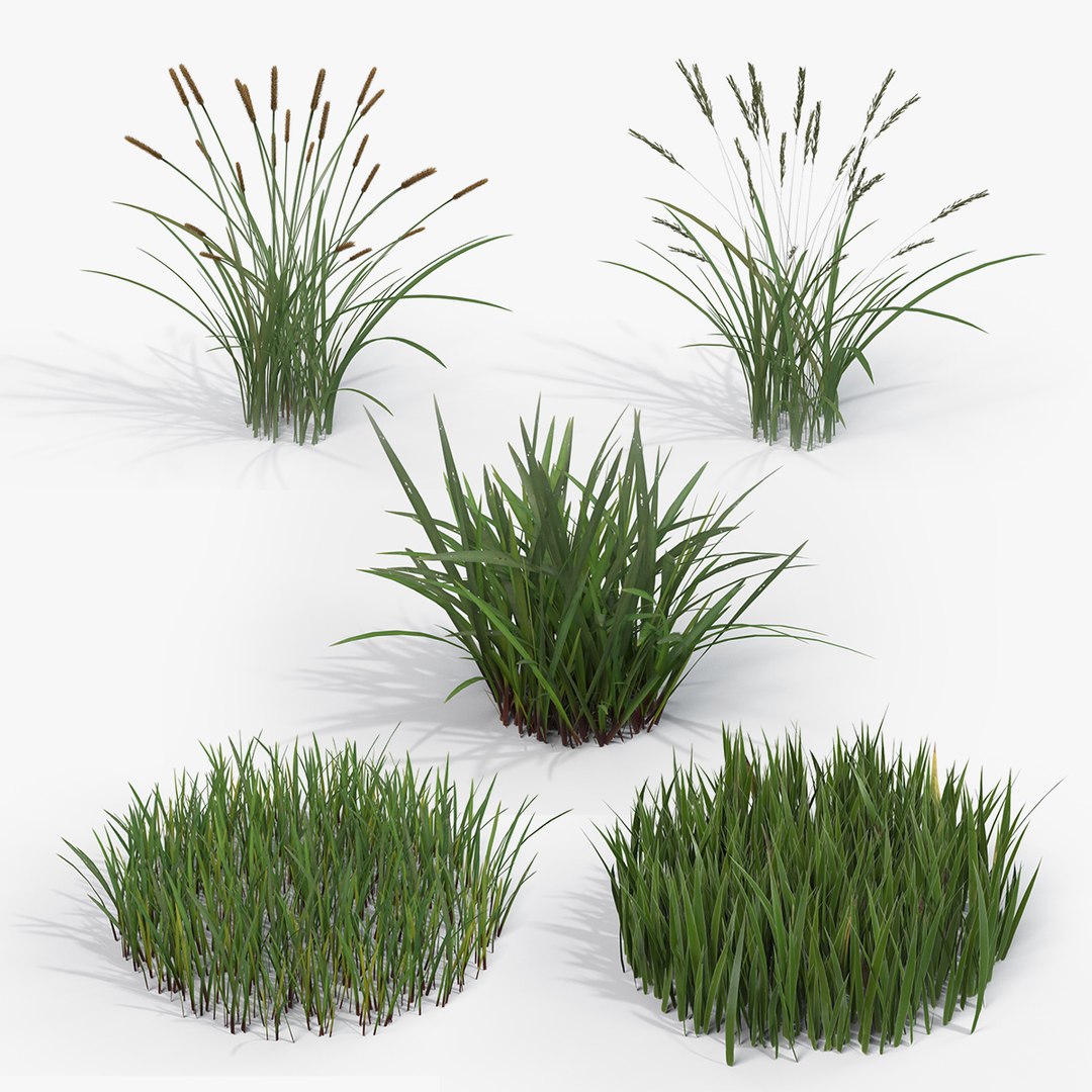 3D Grass Cluster And Grass Feather Reed Collection 001 - TurboSquid 1923715