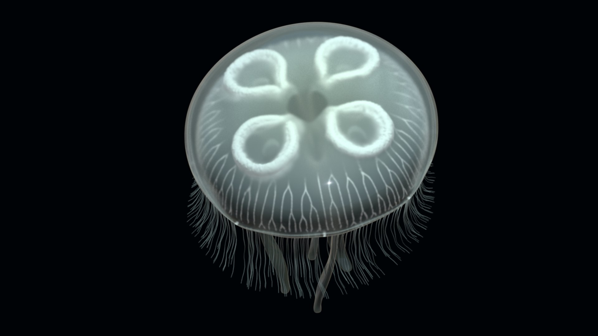 Aurelia Jellyfish Jelly Animate 3D Model - TurboSquid 1280339