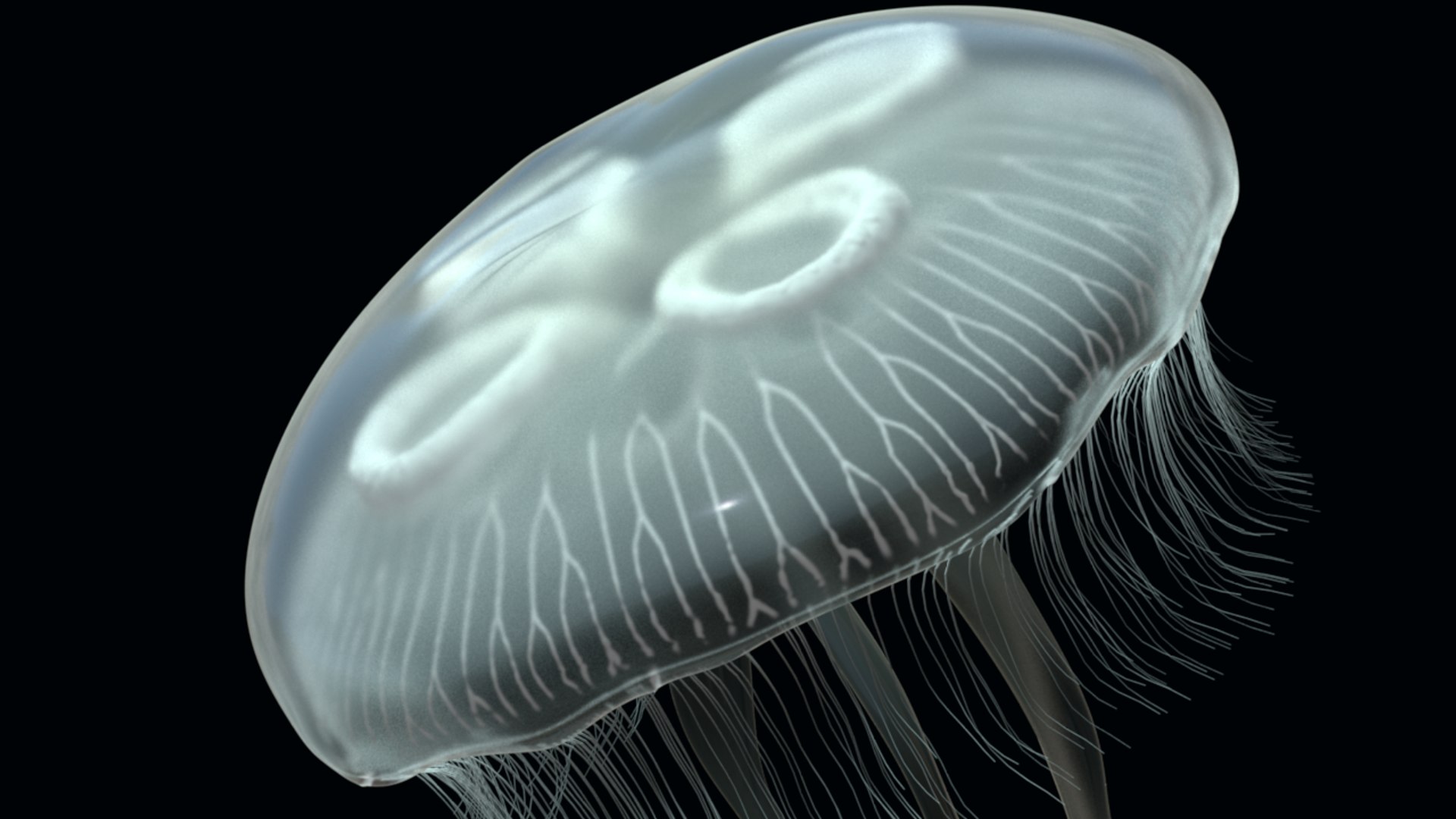 Aurelia Jellyfish Jelly Animate 3D Model - TurboSquid 1280339