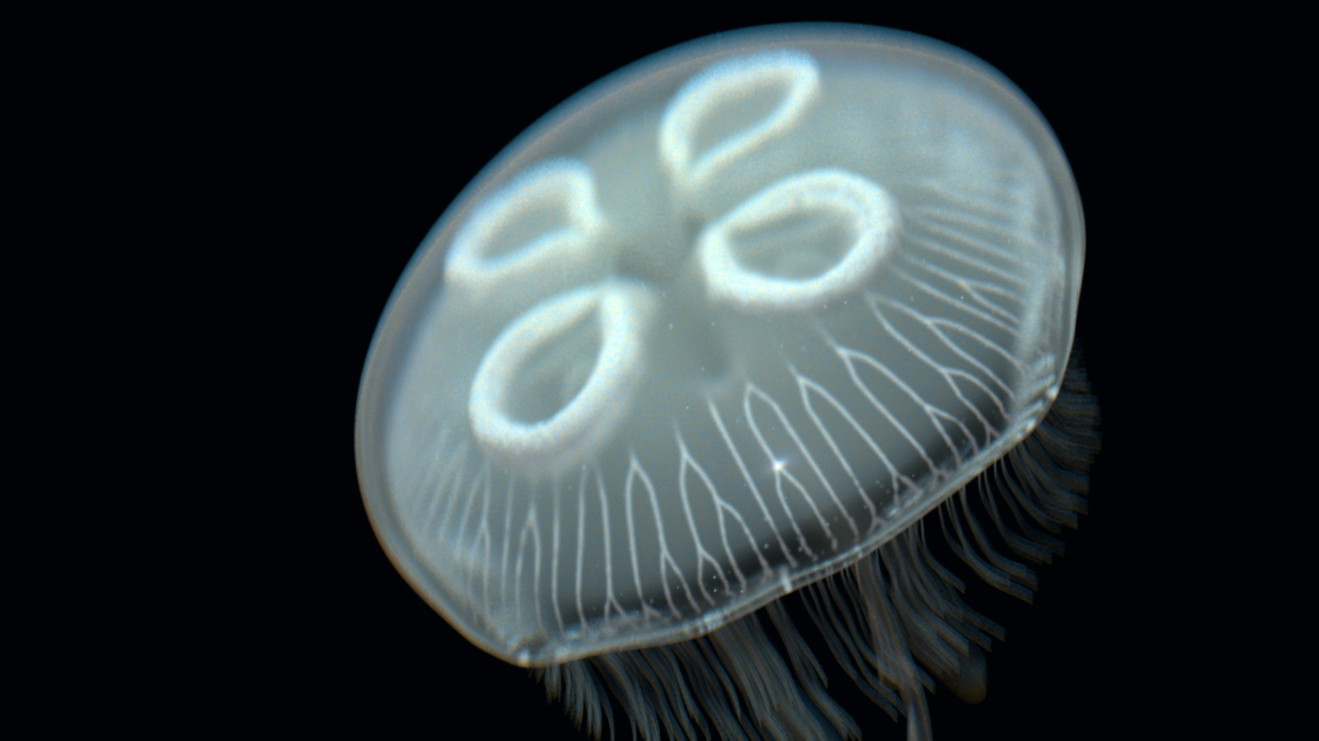 Aurelia Jellyfish Jelly Animate 3D Model - TurboSquid 1280339