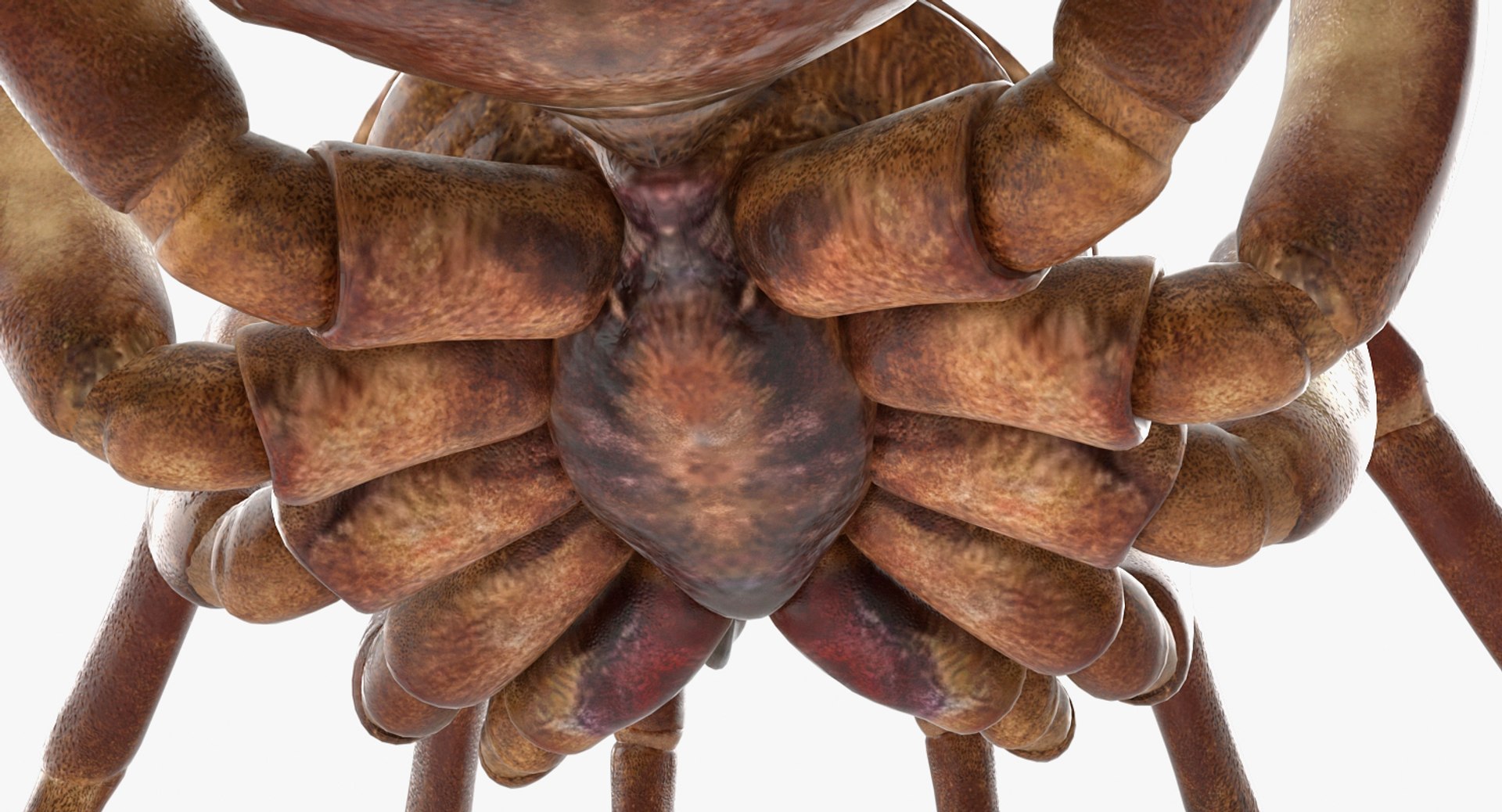 3D Model Goliath Birdeater Rigged - TurboSquid 1317495