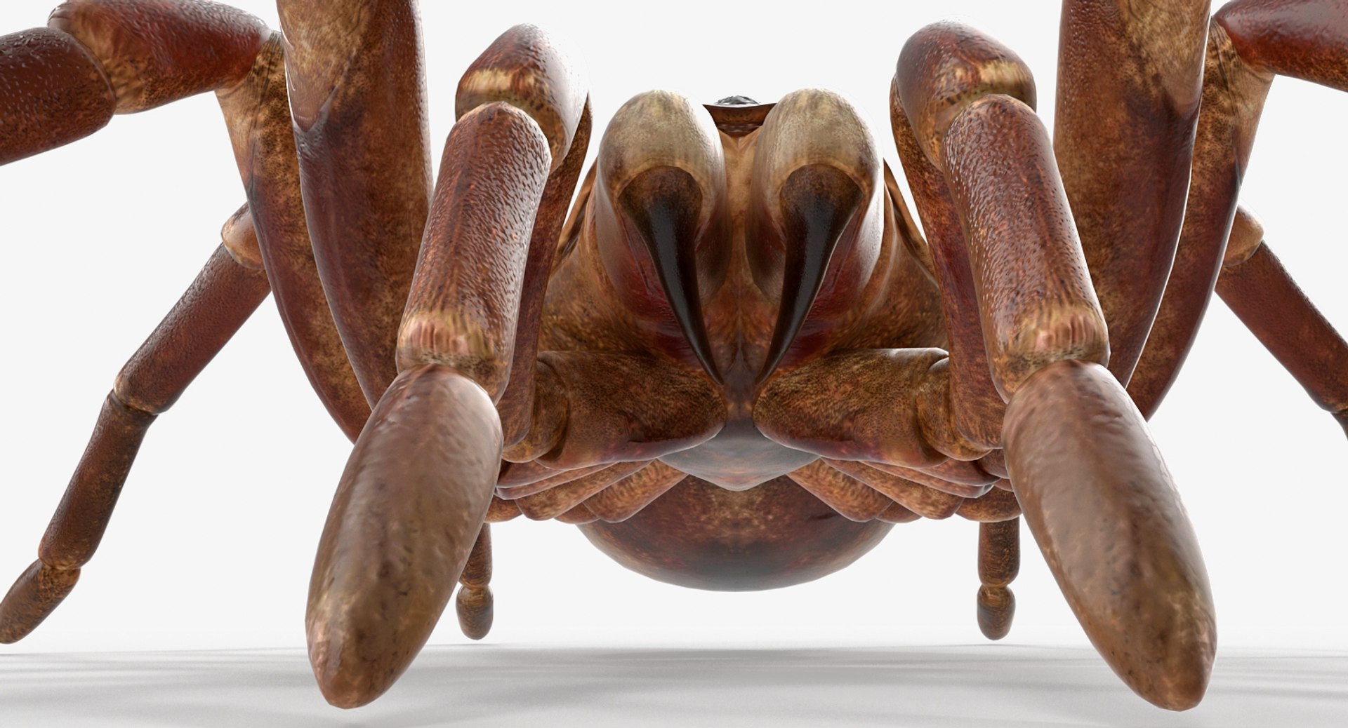 3D Model Goliath Birdeater Rigged - TurboSquid 1317495