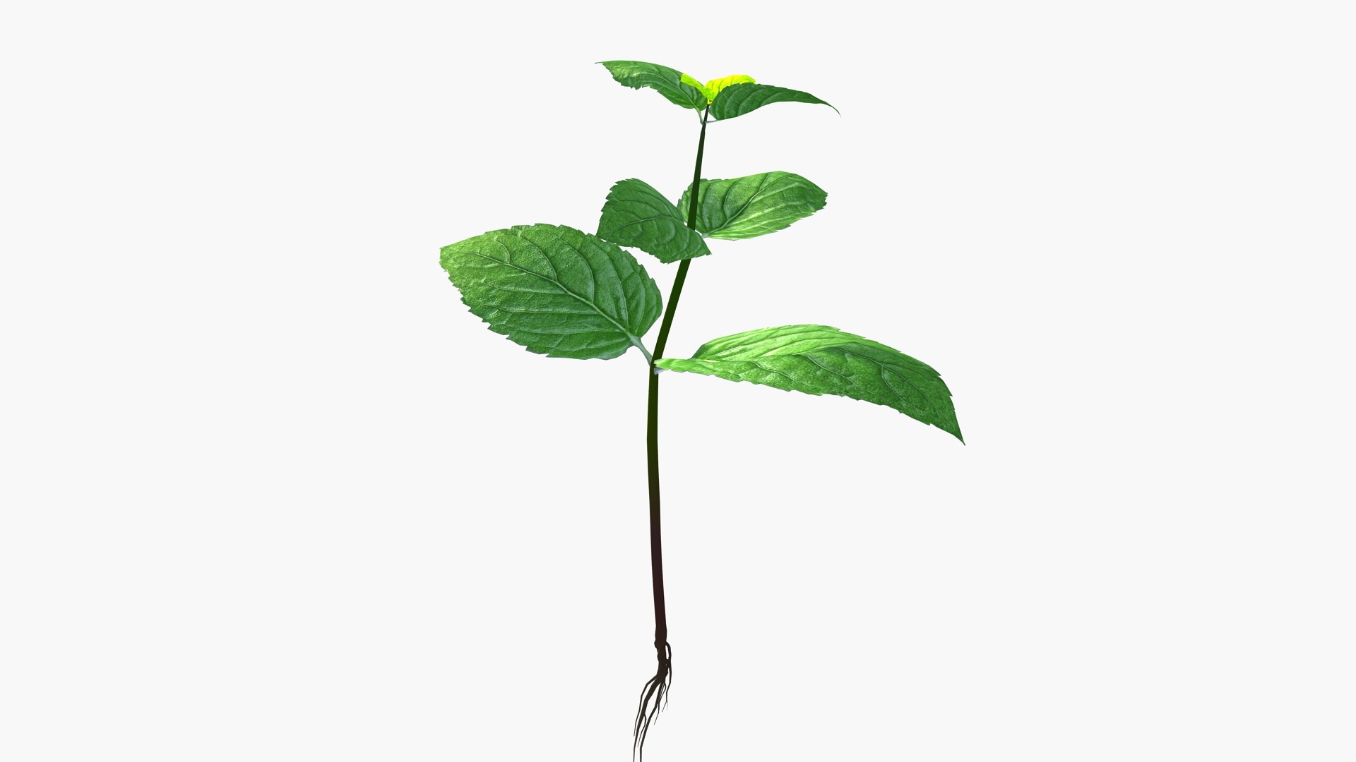 3D Mint Seed Planting - TurboSquid 1667020