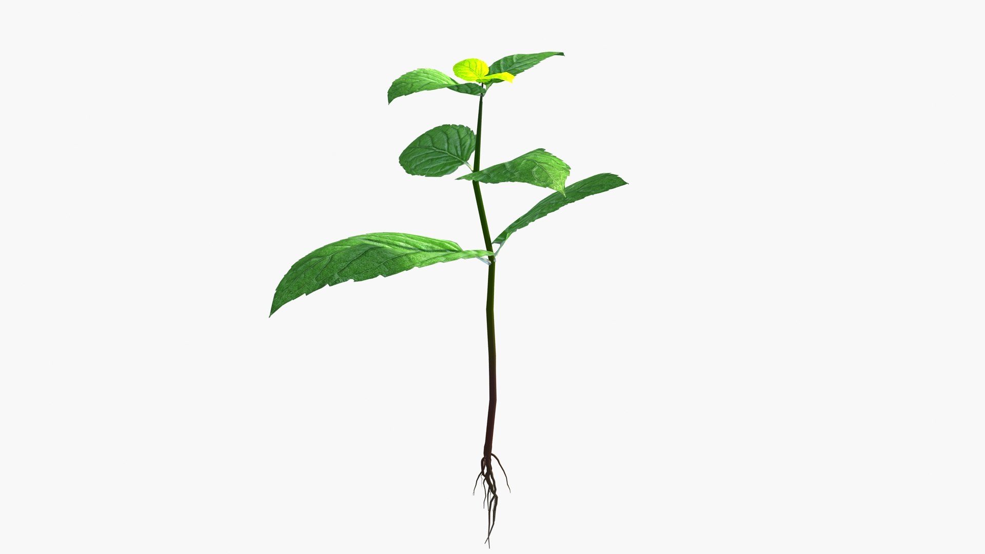 3D Mint Seed Planting - TurboSquid 1667020