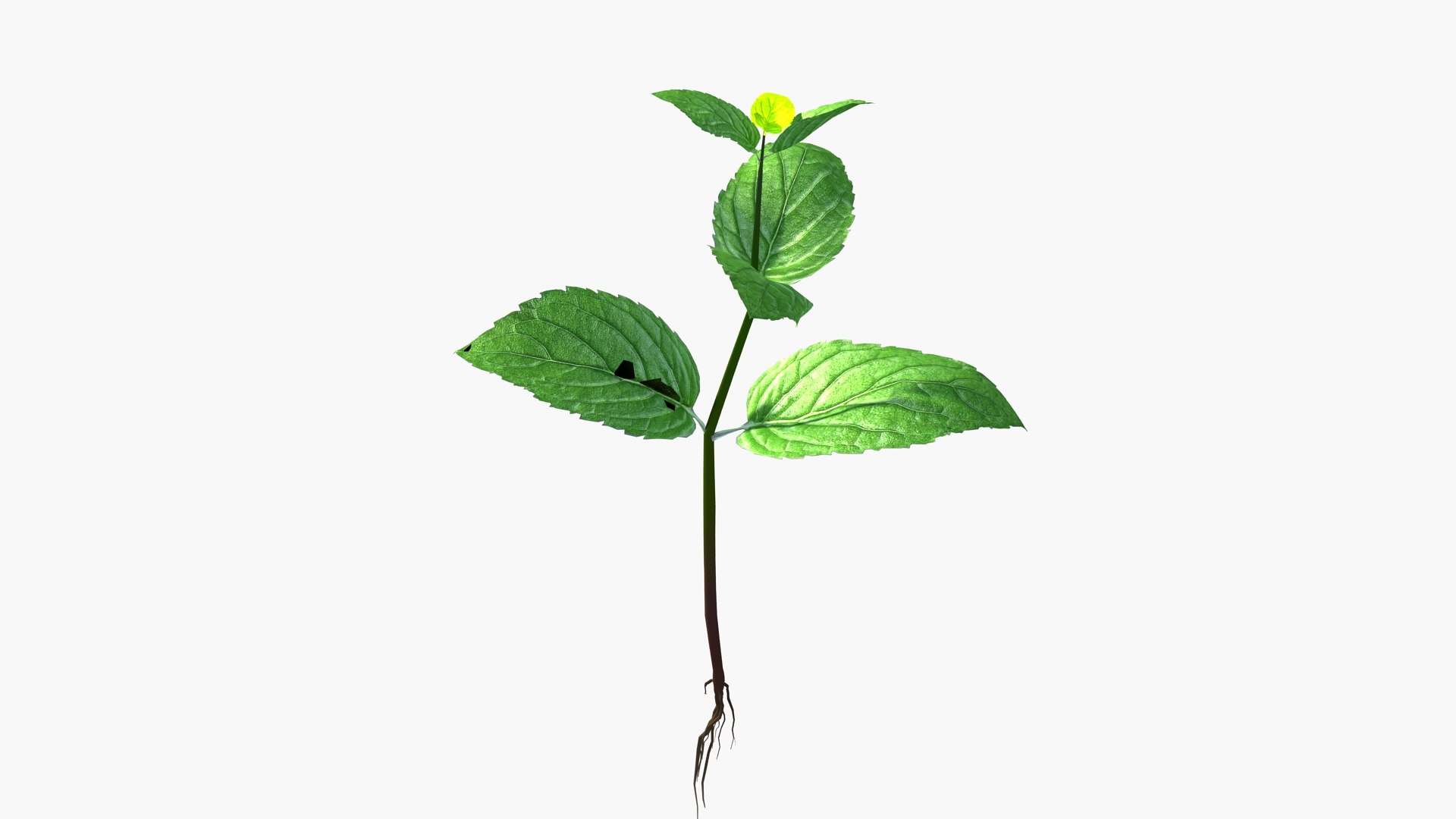 3D Mint Seed Planting - TurboSquid 1667020