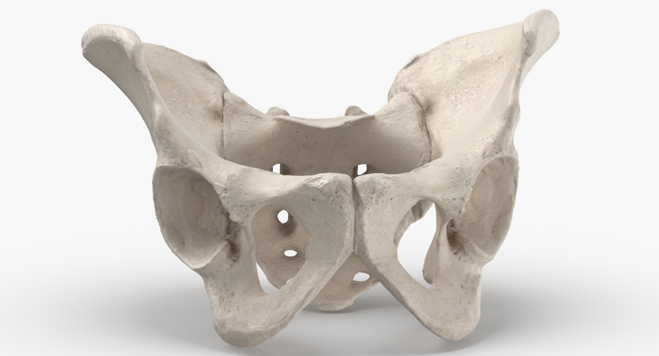 3D Human Male and Female Pelvis and Sacrum Bones Collection White - 3 ...