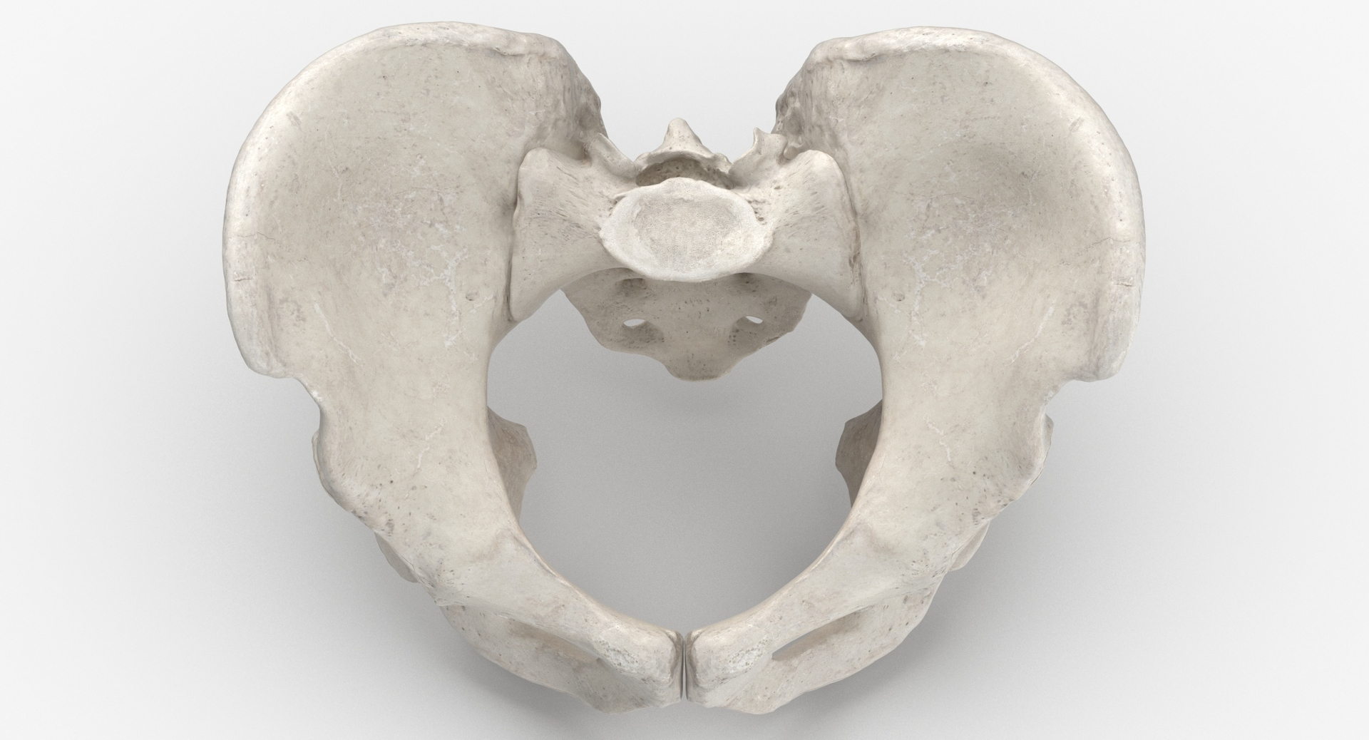 3D Human Male and Female Pelvis and Sacrum Bones Collection White - 3 ...