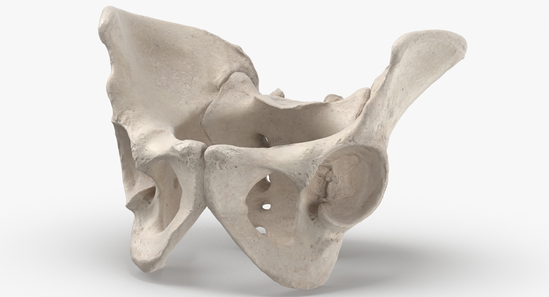 3D Human Male and Female Pelvis and Sacrum Bones Collection White - 3 ...