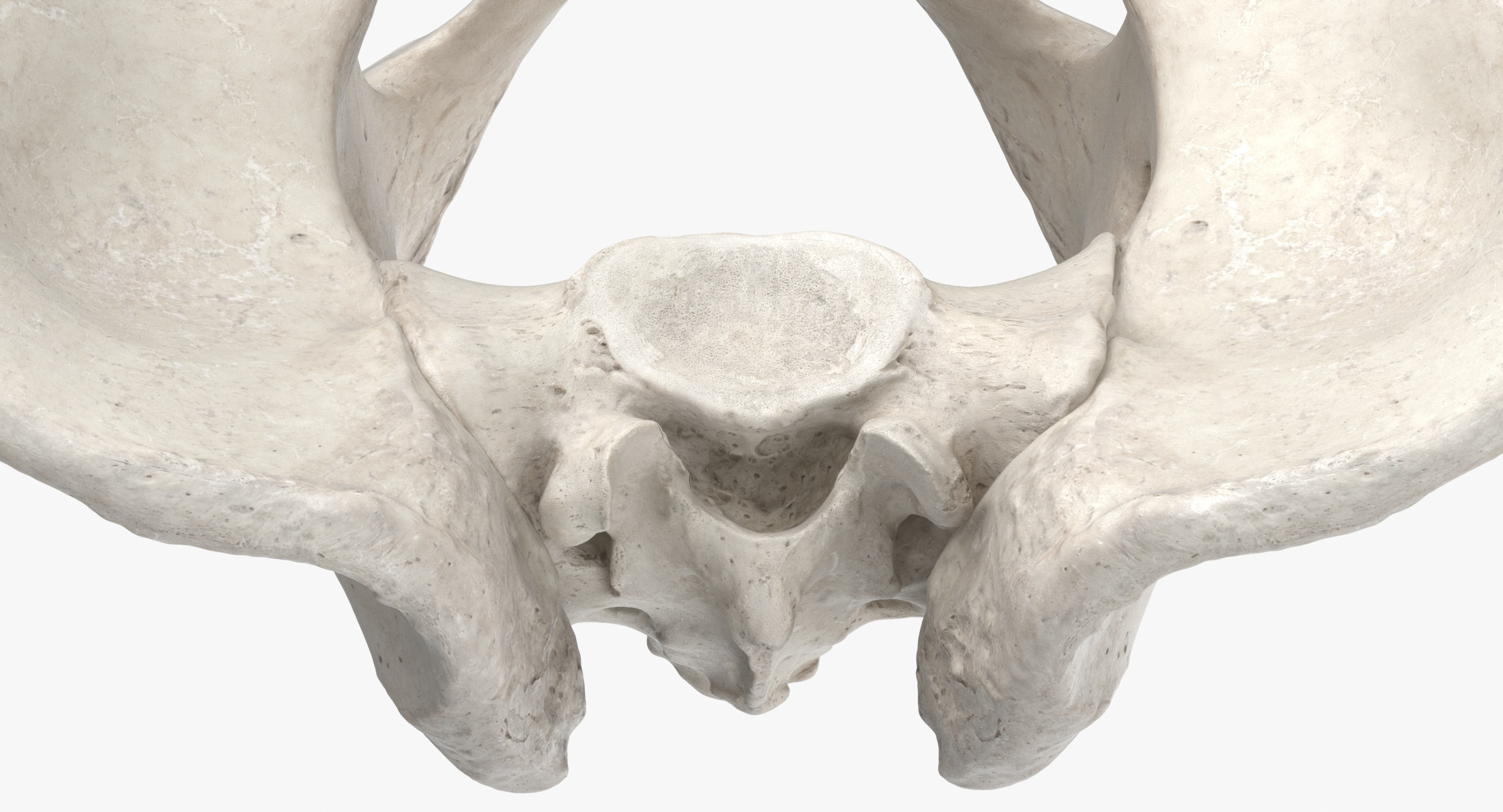 3D Human Male and Female Pelvis and Sacrum Bones Collection White - 3 ...