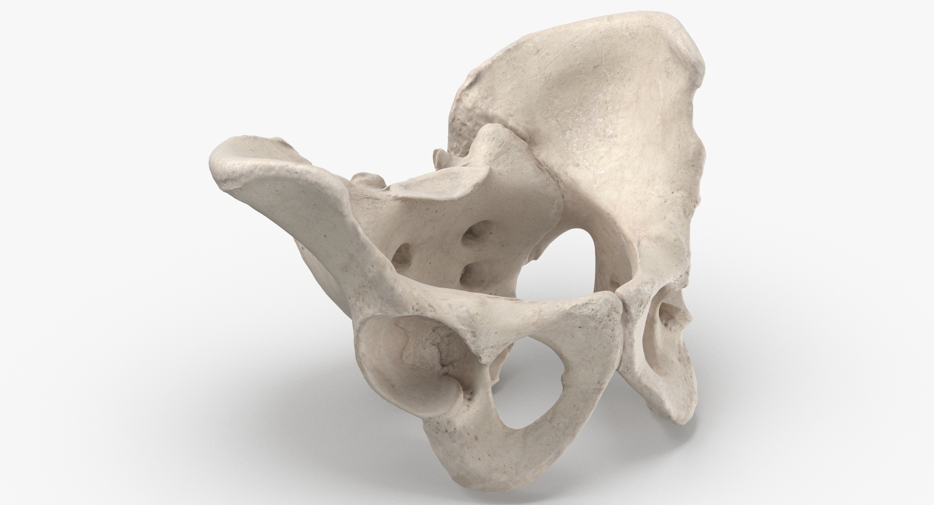 3D Human Male and Female Pelvis and Sacrum Bones Collection White - 3 ...
