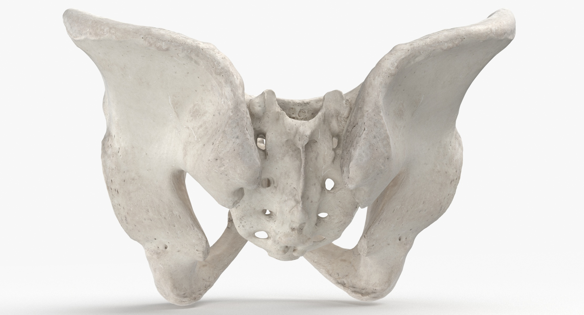 3D Human Male and Female Pelvis and Sacrum Bones Collection White - 3 ...