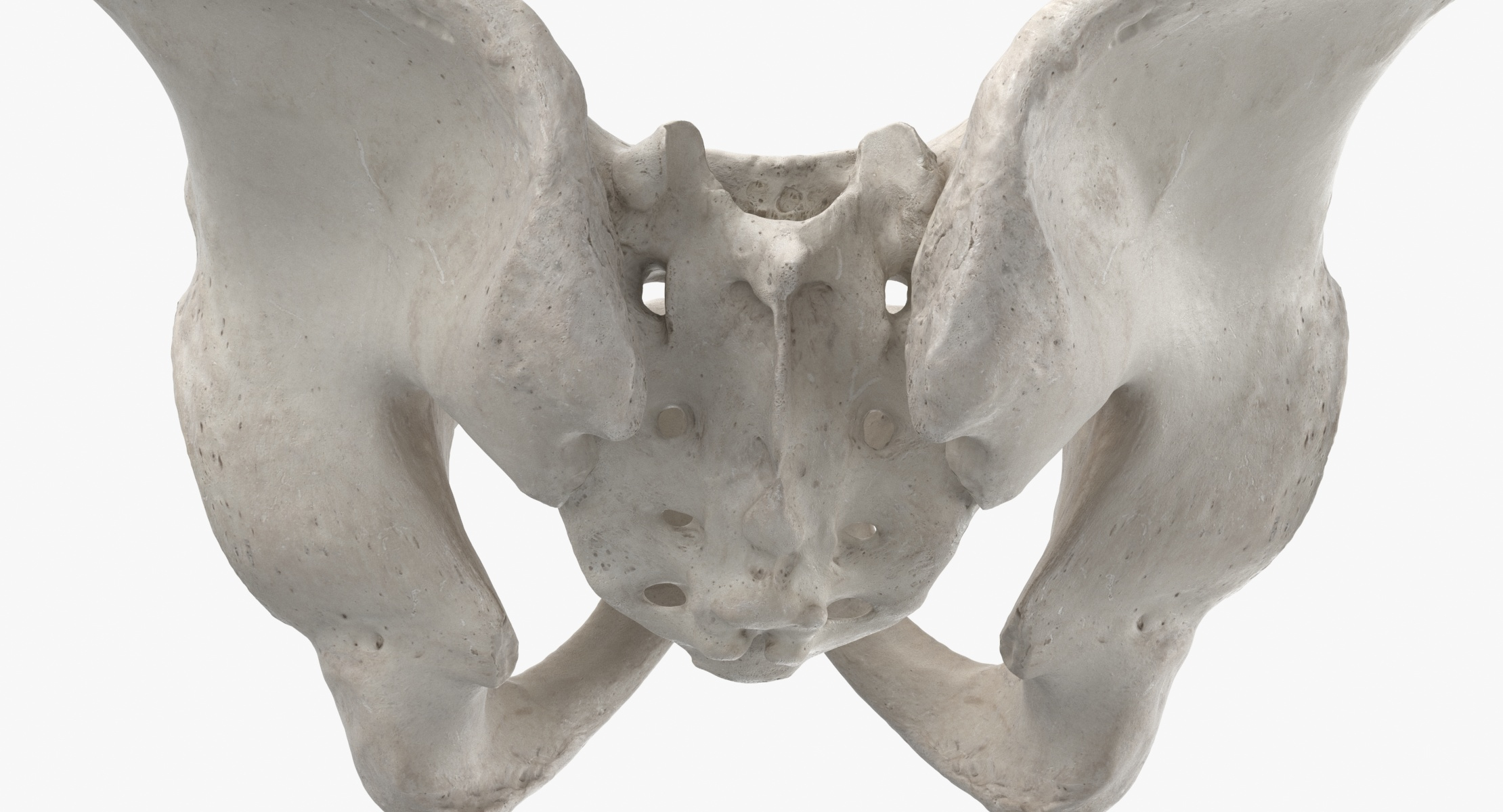3D Human Male and Female Pelvis and Sacrum Bones Collection White - 3 ...