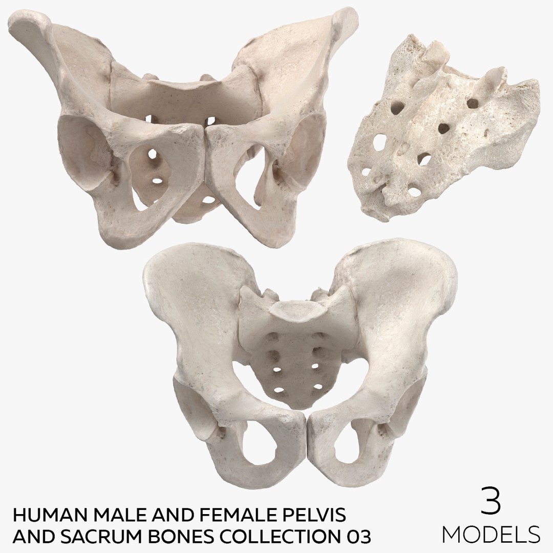3D Human Male and Female Pelvis and Sacrum Bones Collection White - 3 ...