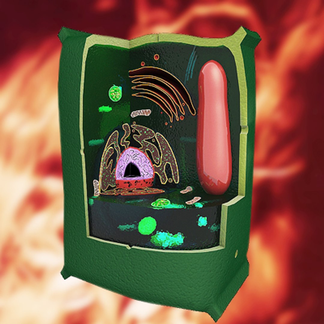 Vegetation Cell Structural 3d Model