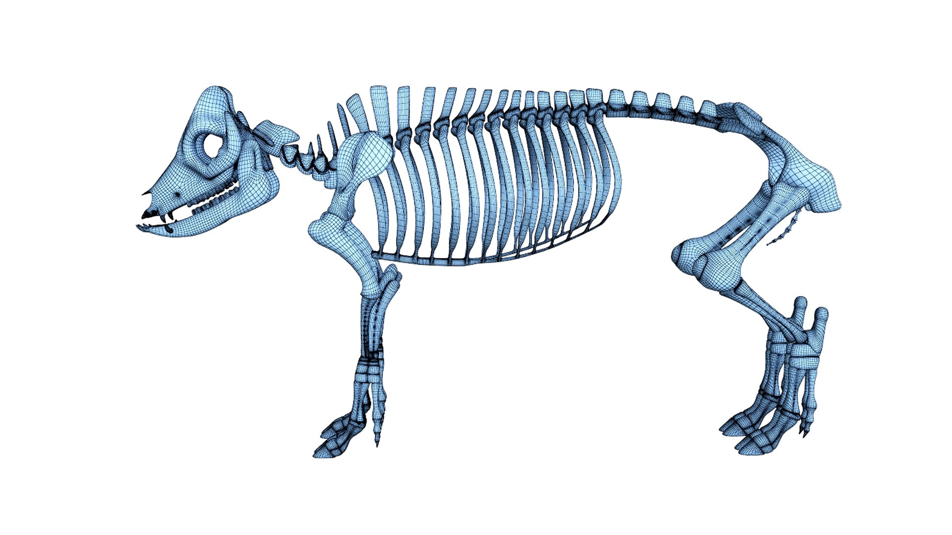 3D Pig Skeleton - TurboSquid 1658135